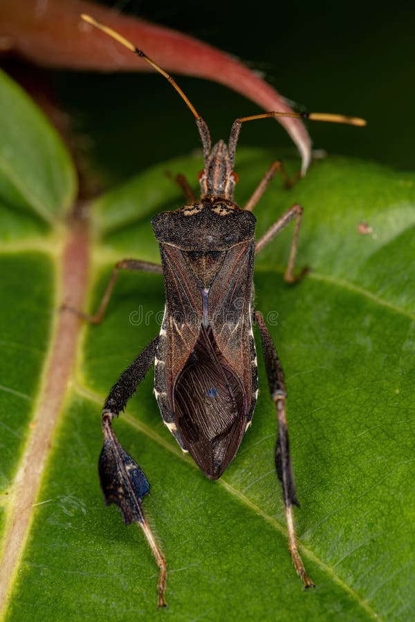 Adult Leaf-footed Bug stock photo. Image of pest, acanthocerini - 218800974