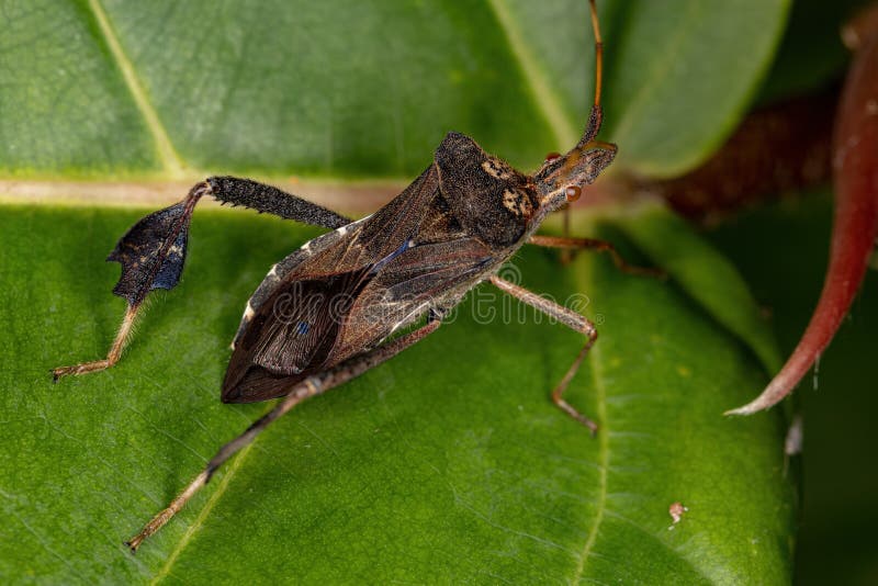 Adult Leaf-footed Bug stock photo. Image of pest, acanthocerini - 218800974