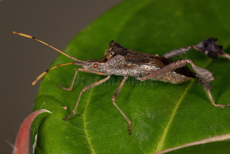 Adult Leaf-footed Bug stock photo. Image of pest, acanthocerini - 218800974