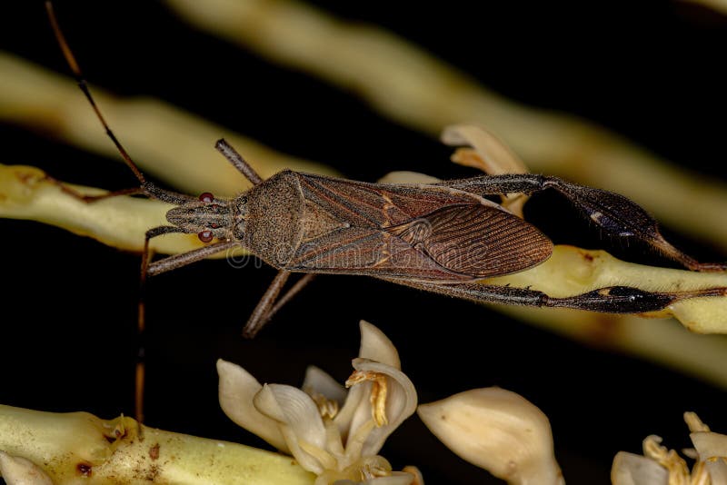 Adult Leaf footed Bug stock photo. Image of leptoglossus - 241077216