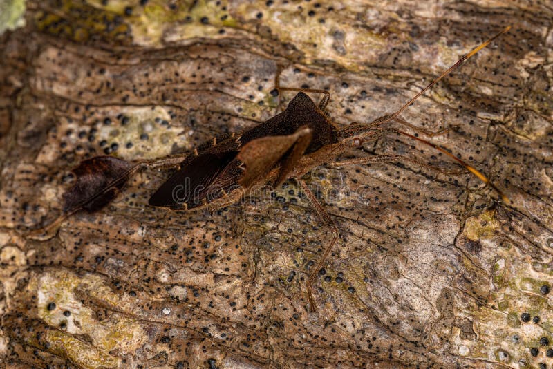 Adult Leaf footed Bug stock photo. Image of wildlife - 255477788