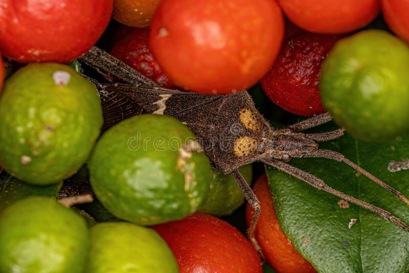 Adult Leaf footed Bug stock photo. Image of coreidae - 255483818