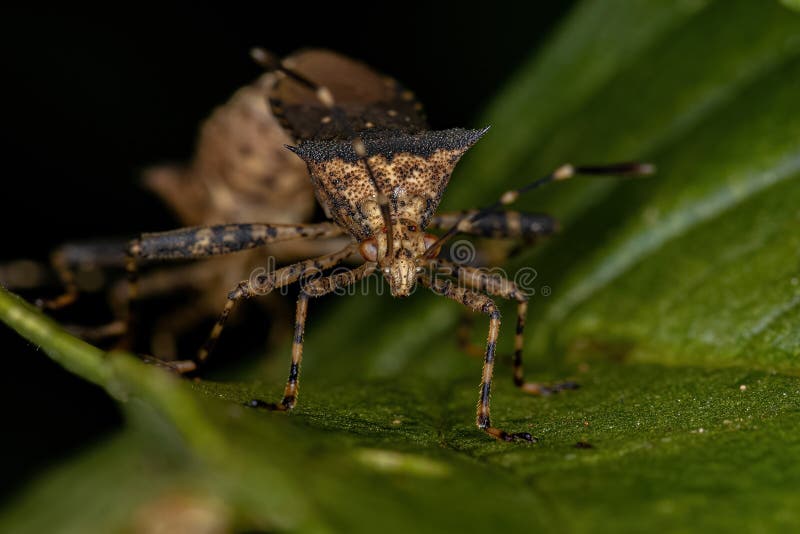 Adult Leaf-footed Bug stock image. Image of leaf, garden - 233496415