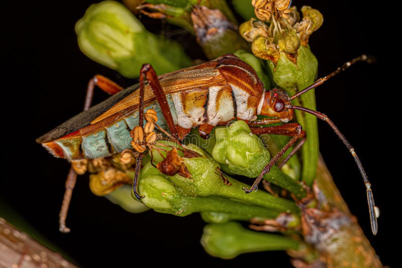Adult Leaf-footed Bug stock image. Image of details - 255484191