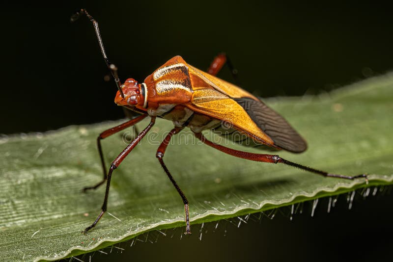 Adult Leaf-footed Bug stock image. Image of coreoidea - 264276901