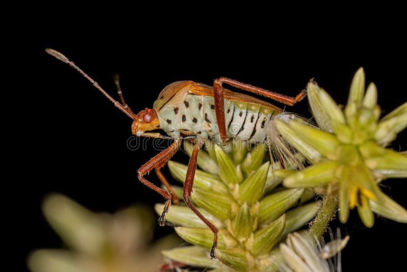 Adult Leaf-footed Bug stock photo. Image of coreinae - 255477860