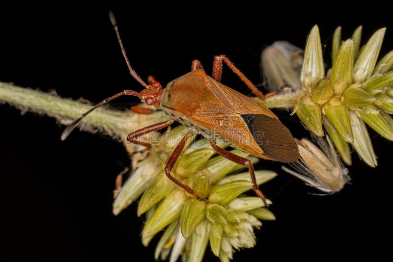 Adult Leaf-footed Bug stock image. Image of entomology - 255477873
