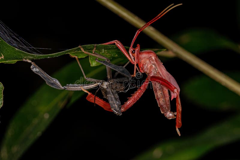 Adult Leaf-footed Bug stock photo. Image of entomology - 250655142
