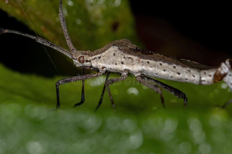 Adult Leaf-footed Bugs Coupling Stock Photo - Image of nature, plant ...