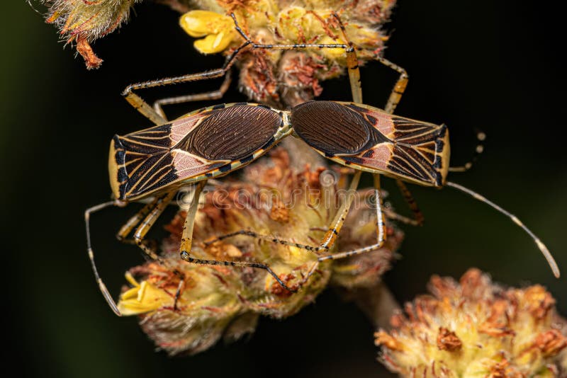 Adult Leaf-footed Bugs stock photo. Image of details - 264741076