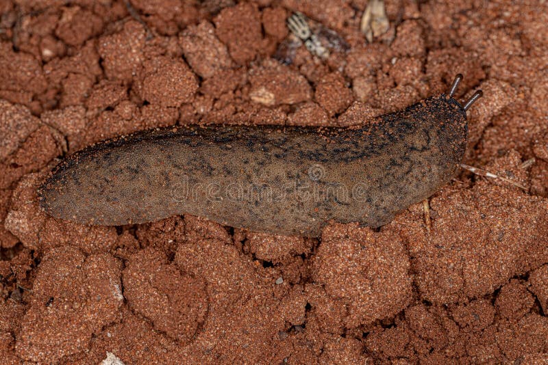 Adult Leatherleaf Slug stock photo. Image of invertebrate - 234038256