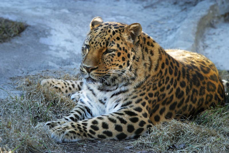 Adult Leopard stock photo. Image of mammal, wild, spots - 863584