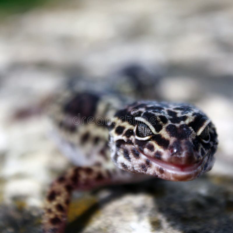 Adult leopard gecko stock photo. Image of mouth, gecko - 12083864
