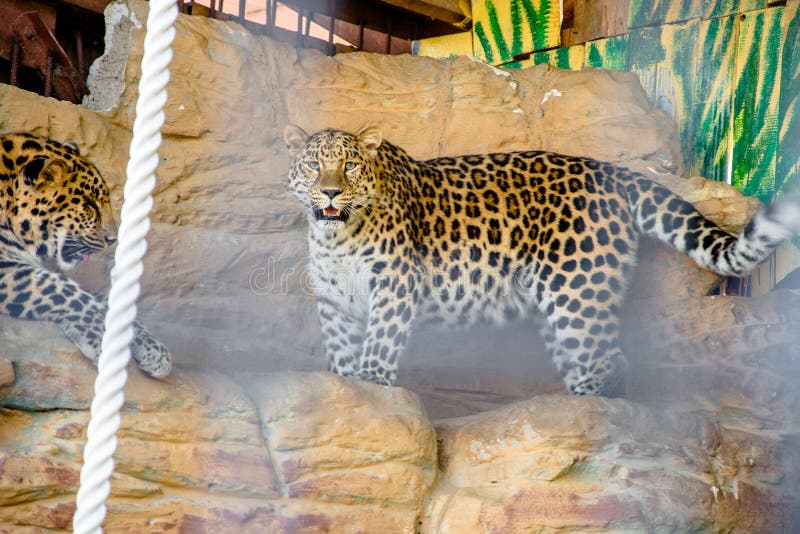 Adult leopard stock image. Image of wildlife, rock, africa - 79754137