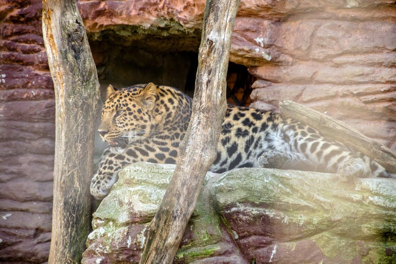 Adult leopard stock image. Image of african, nature, color - 80743721