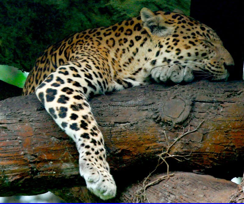 Adult Leopard Sleeping on the Tree Stock Image - Image of serengeti ...