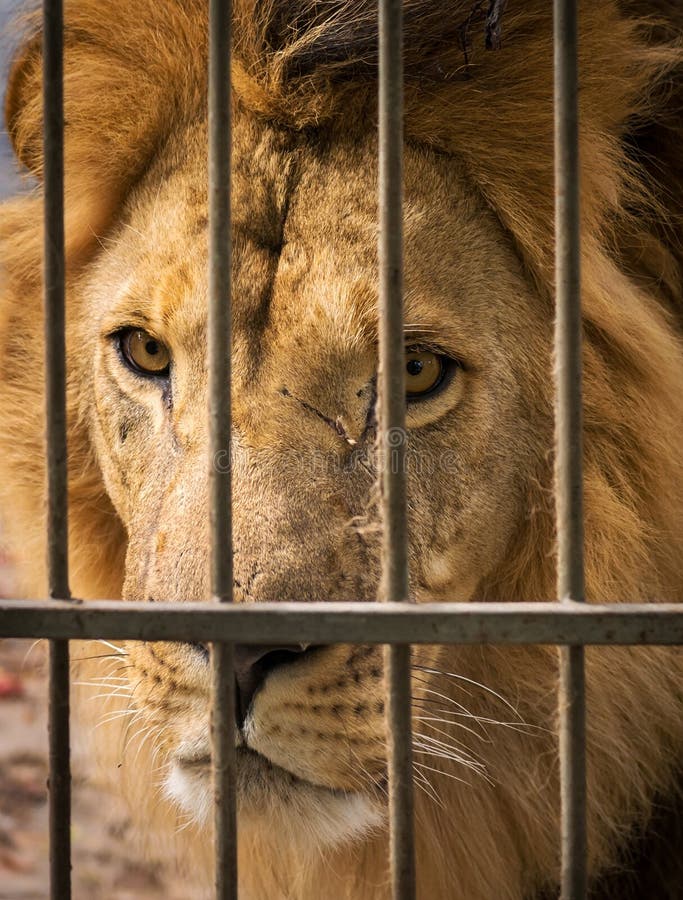 Adult Lion with a Mane in a Cage. Close-up Predator Look. Stock Image ...