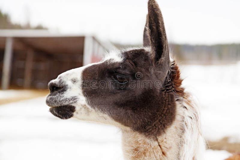 Adult Llama in Profile on a Farm in Winter Stock Photo - Image of llama ...