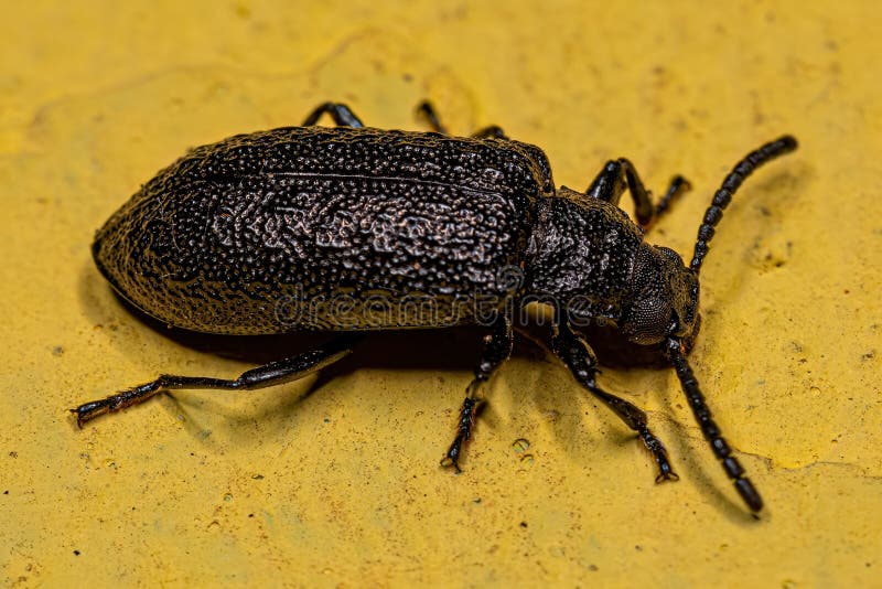 Adult Long-jointed Beetle stock photo. Image of animals - 263480432