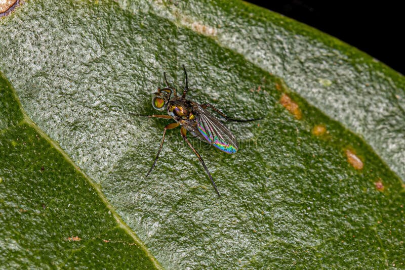 Adult Long-legged Fly stock image. Image of brachycera - 263481831