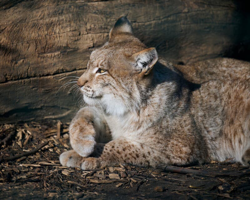 Adult Lynx Lies on the Ground, Spring Day Stock Photo - Image of ...