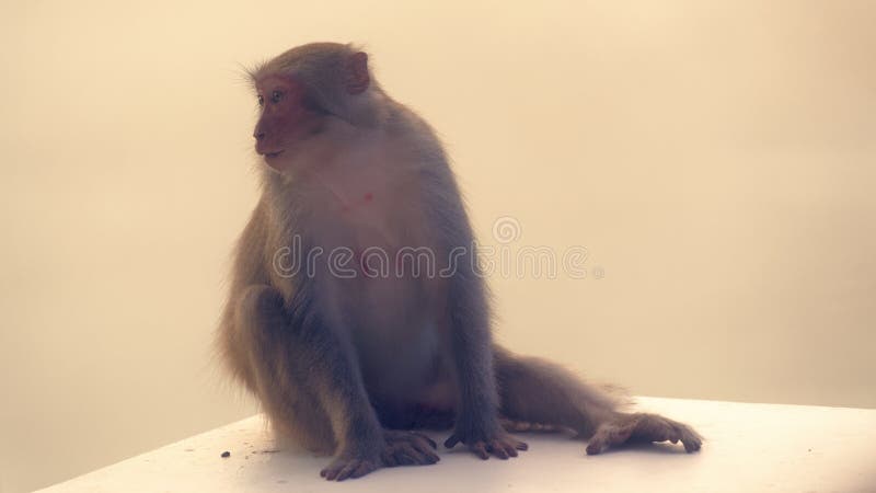 Adult macaque monkey stock image. Image of wildlife, looking - 95531417