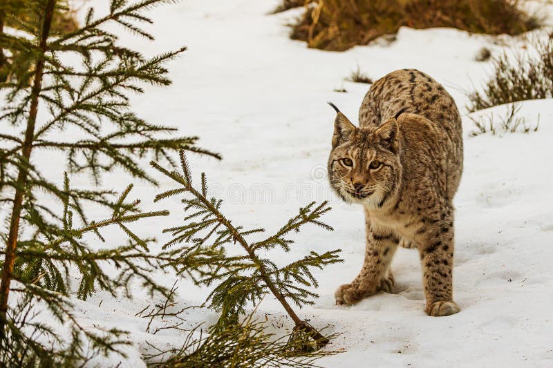 Adult Male Eurasian Lynx (Lynx Lynx Stock Image - Image of park, close ...