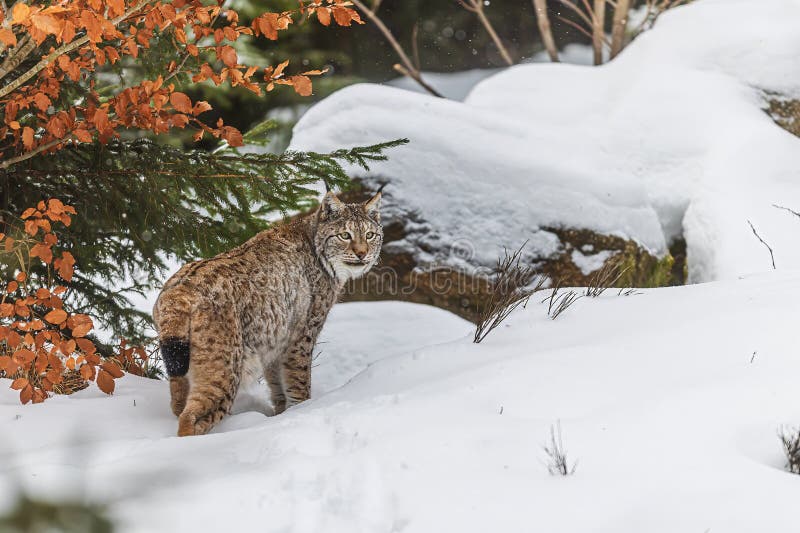 Adult Male Eurasian Lynx (Lynx Lynx) in the Deep Snow Stock Photo ...