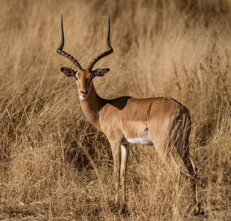 An Adult Male Impala Looks Around Stock Photo - Image of impala, close ...