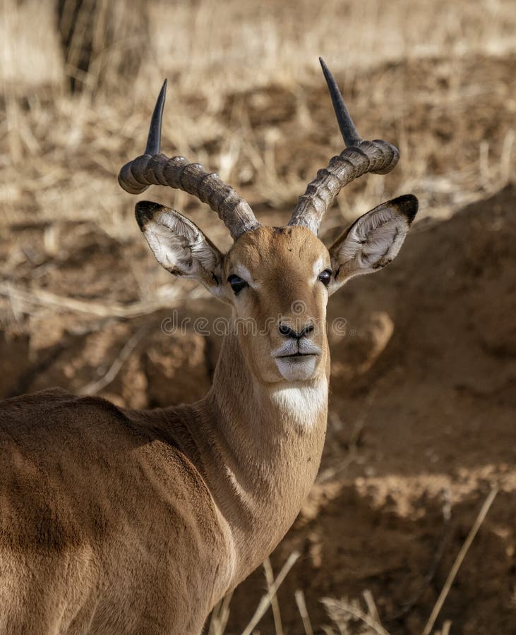 An Adult Male Impala Looks Around Stock Photo - Image of impala, mammal ...