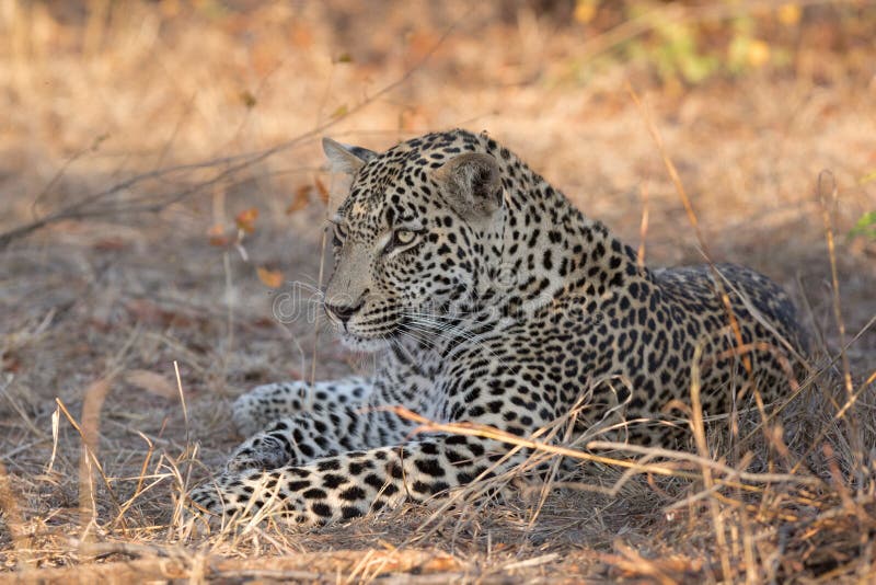 Adult Male Leopard Resting. Stock Photo - Image of greater, nature ...