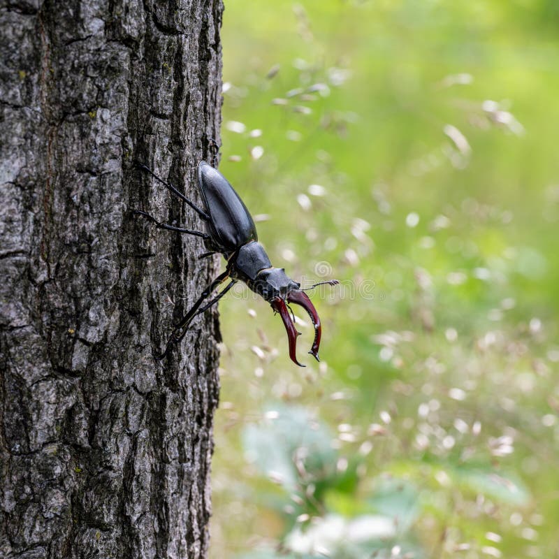 Adult Male Stag Beetle Challenges the Competition Stock Image - Image ...