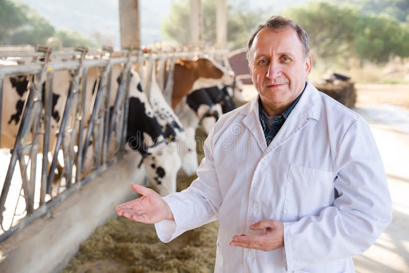 Adult Man is Standing at the Cow Farm Stock Image - Image of healthy ...