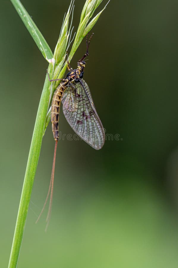 Adult Mayfly, Ephemera Danica, Resting on a Blade of Grass Stock Photo ...