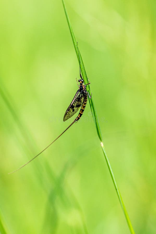 Adult Mayfly, Ephemera Danica, Resting on a Blade of Grass Stock Image ...