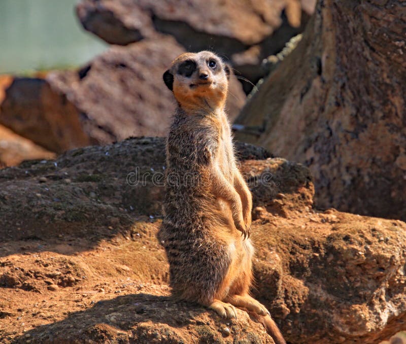 An Adult Meerkat on Top of a Bush on the Look Out Stock Image - Image ...