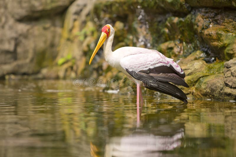Adult Milky Stork stock photo. Image of milky, closeup - 27722096