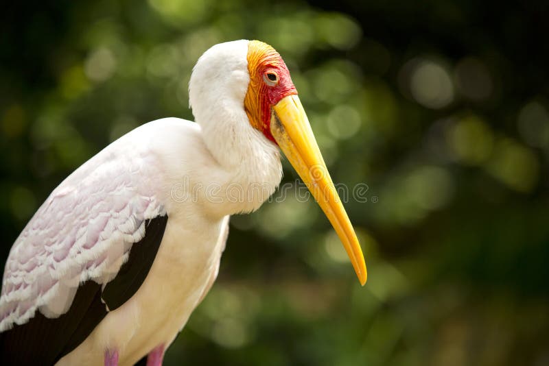 Adult Milky Stork stock photo. Image of aquatic, migratory - 27734434