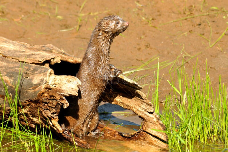 Mink standing up on log stock image. Image of expensive - 85454837