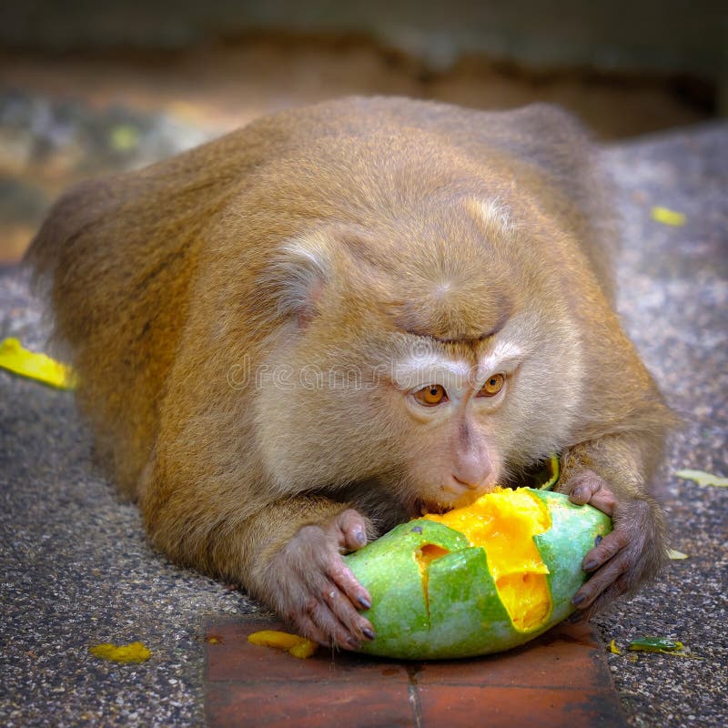 442 Mango Monkey Stock Photos - Free & Royalty-Free Stock Photos from ...