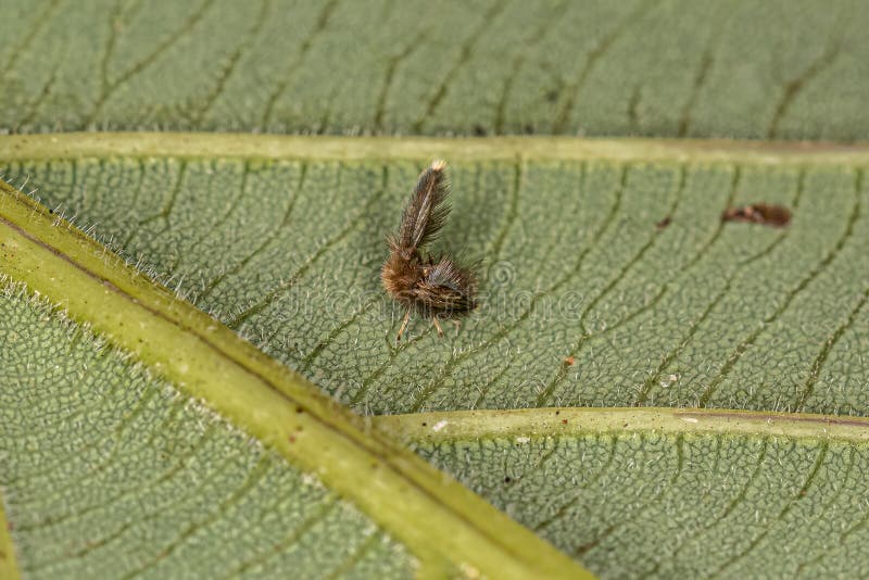 Adult Moth Fly stock photo. Image of animal, pests, maruina - 264277680