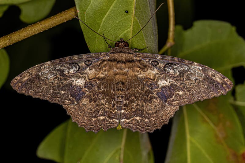 Adult Moth Insect stock image. Image of lepidoptera - 263481711