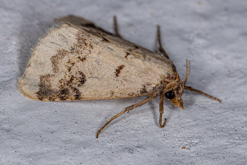 Adult Moth Insect stock photo. Image of wildlife, butterfly - 234038280