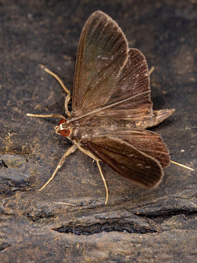 Adult Moth Insect stock image. Image of arthropod, pterygota - 242562449