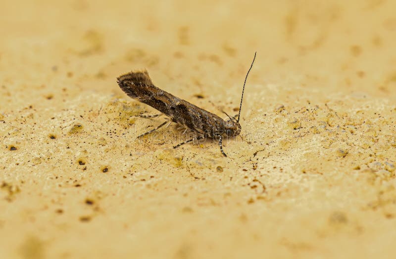 Adult Moth Insect stock photo. Image of leaf, invertebrate - 263478576