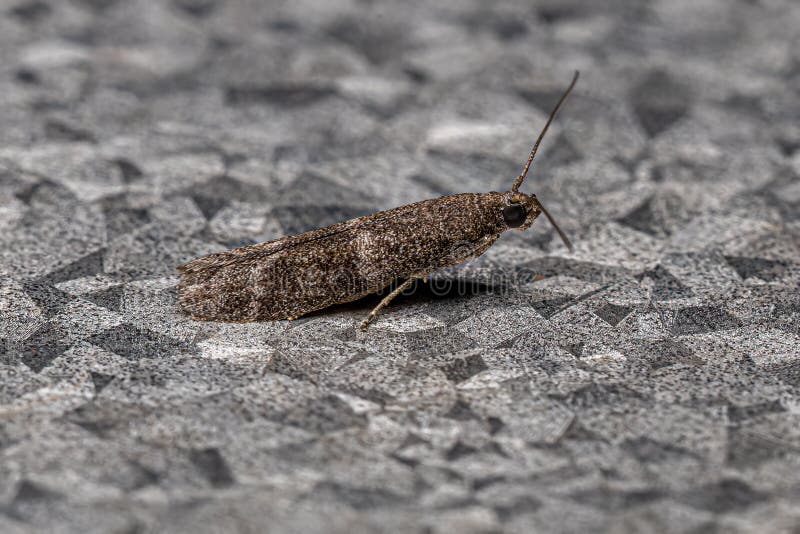 Adult Moth Insect stock image. Image of wildlife, natural - 263479793