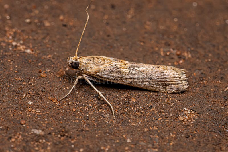 Adult Moth Insect stock photo. Image of arthropod, creature - 263481712
