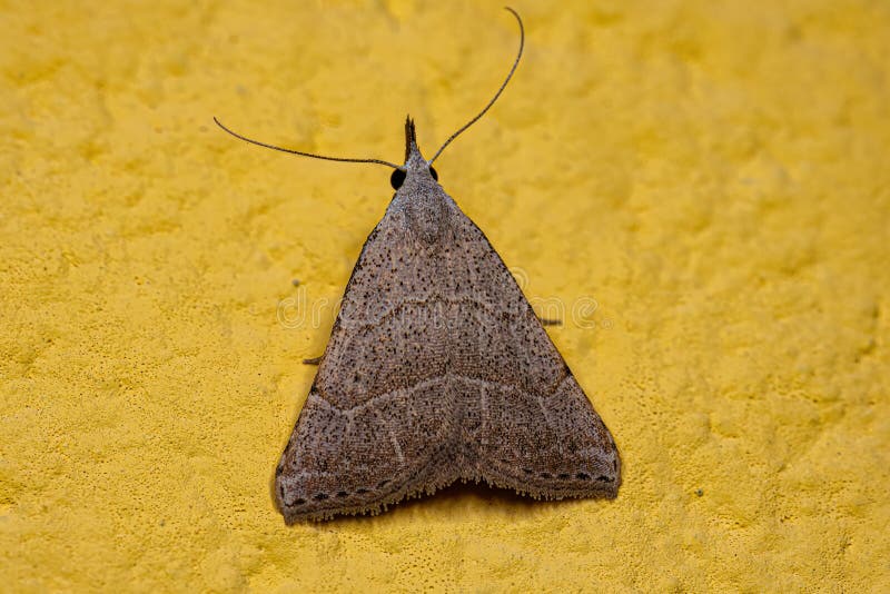 Adult Moth Insect stock photo. Image of arthropod, creature - 263481712