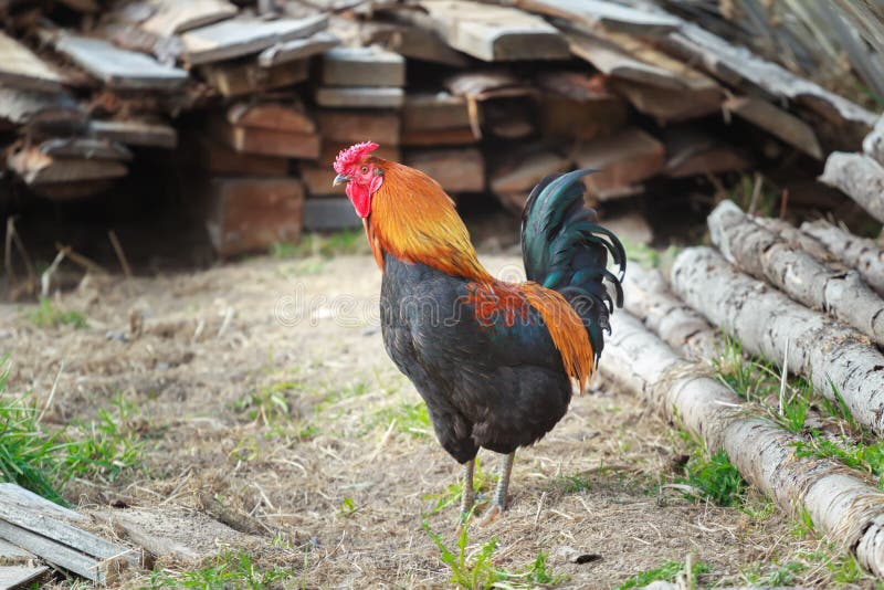 Adult Multicolor Rooster Standing Farmyard Stock Photos - Free ...