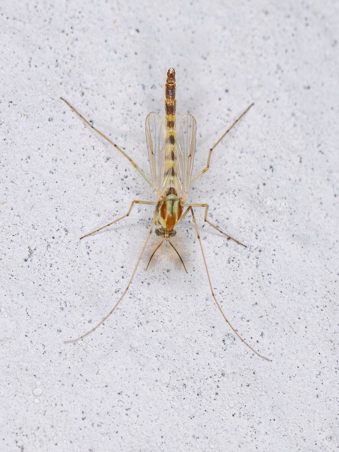 Adult Non-biting Midge stock photo. Image of plant, invertebrate ...